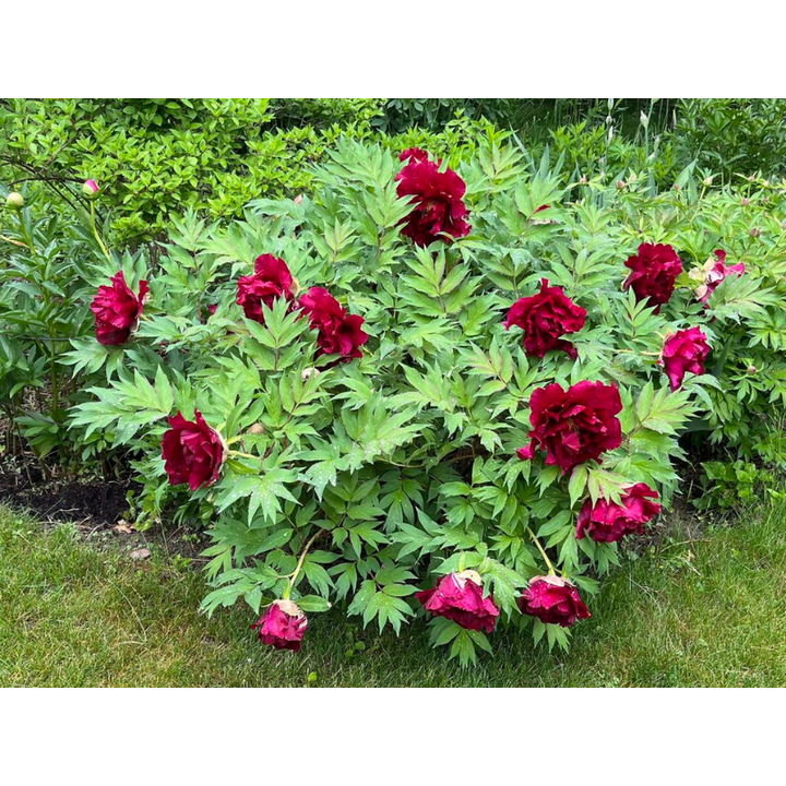 Peony Tree Hephestos – The Heritage Nursery