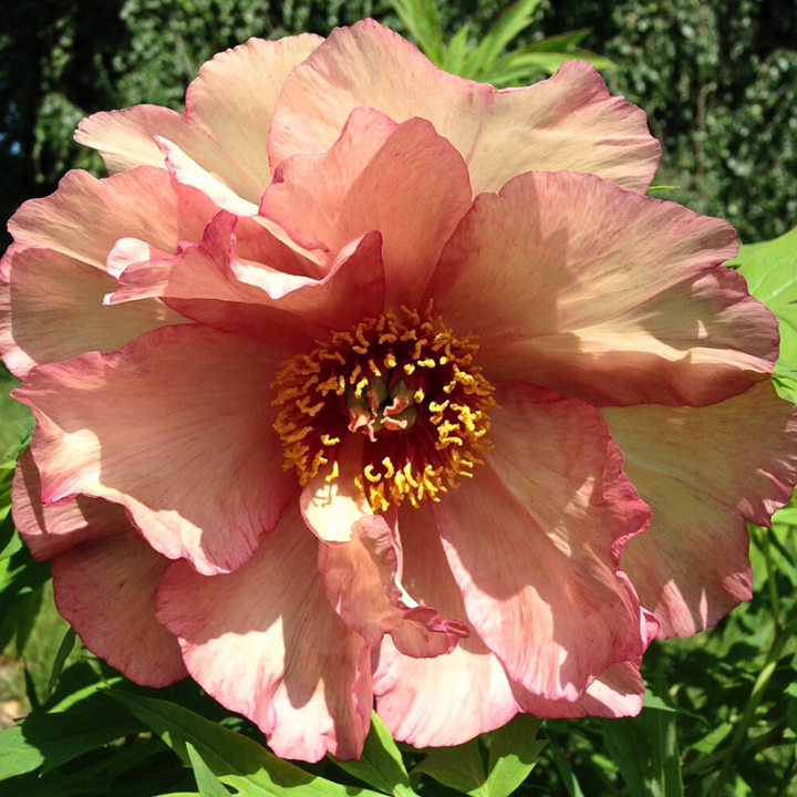 Peony Tree Hesperus – The Heritage Nursery