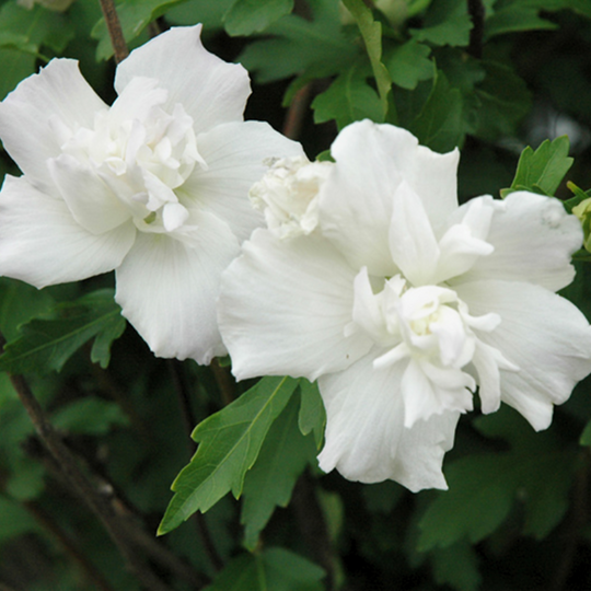 Hibiscus syriacus Double White – The Heritage Nursery