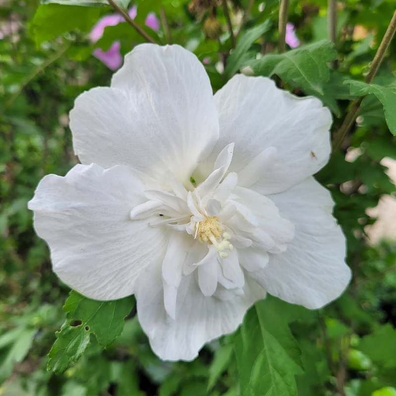 White Hibiscus