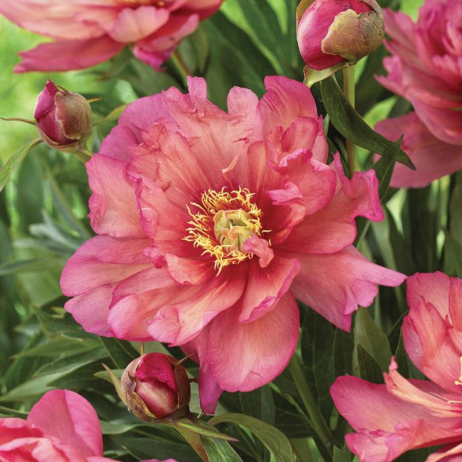 Peony Itoh Hillary The Heritage Nursery