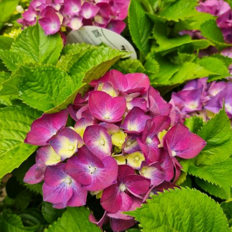 Hydrangea Purple Ball – The Heritage Nursery