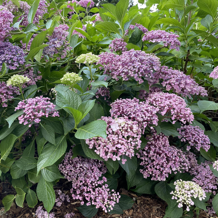 Hydrangea macrophylia Ayesha – The Heritage Nursery