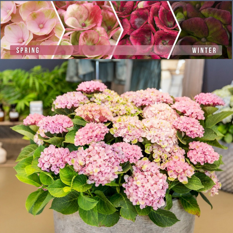 Hydrangea Magical Revolution Pink – The Heritage Nursery