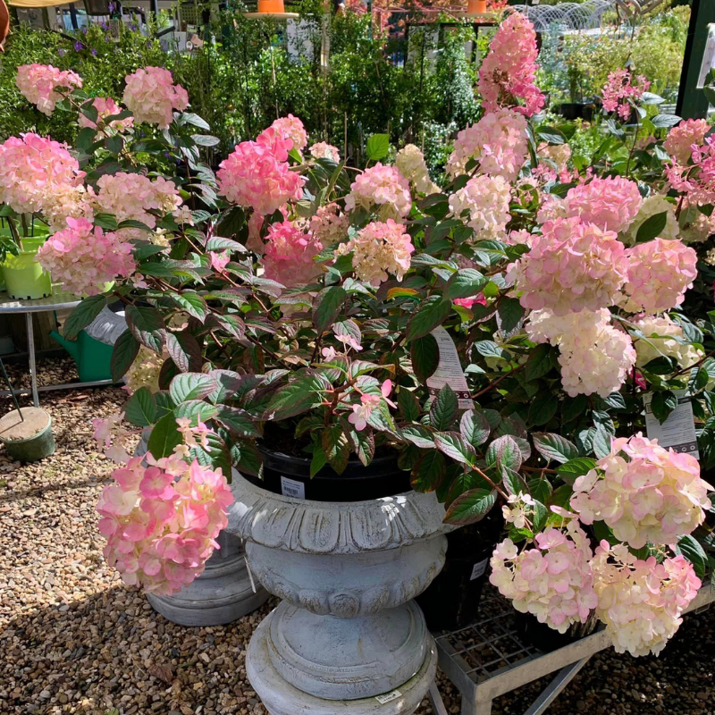 Hydrangea Sundae Fraise – The Heritage Nursery