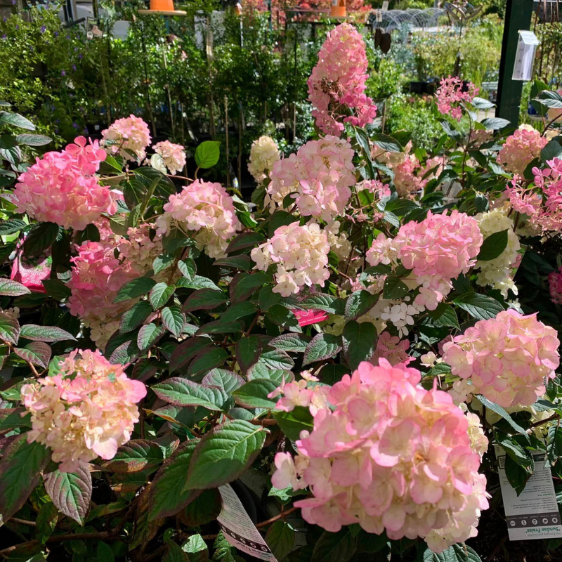 Hydrangea Sundae Fraise – The Heritage Nursery