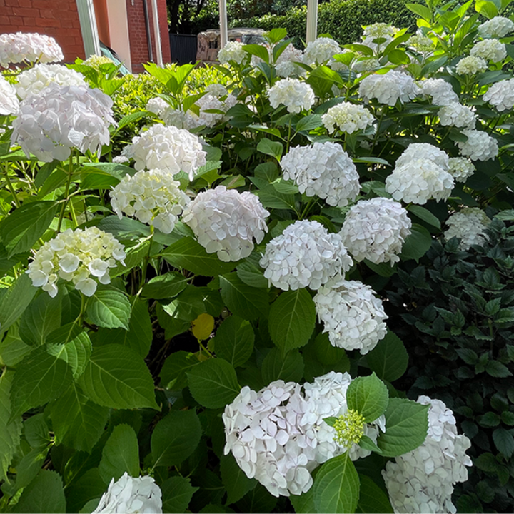 Hydrangea White Ball – The Heritage Nursery