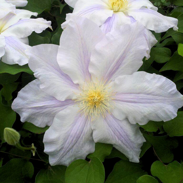 Clematis jackmanii Ice Blue – The Heritage Nursery