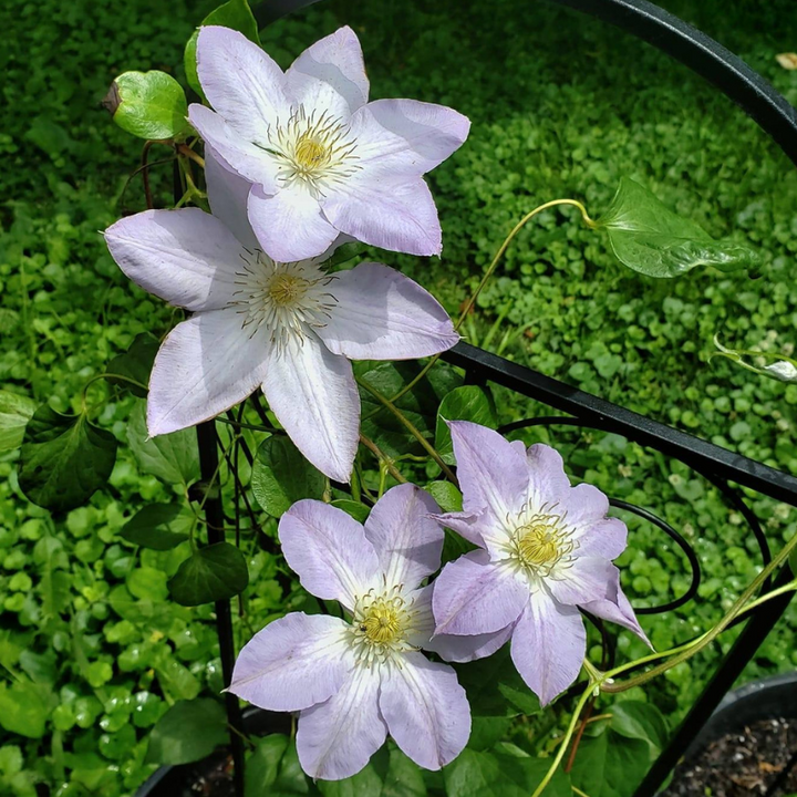 Clematis jackmanii Ice Blue – The Heritage Nursery