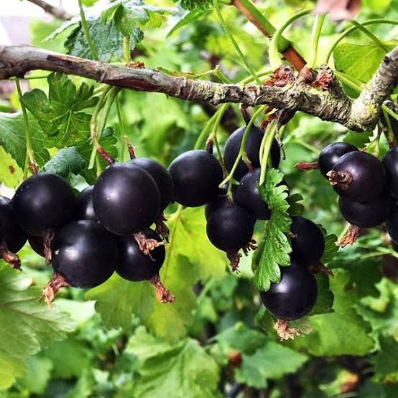 Jostaberry – The Heritage Nursery