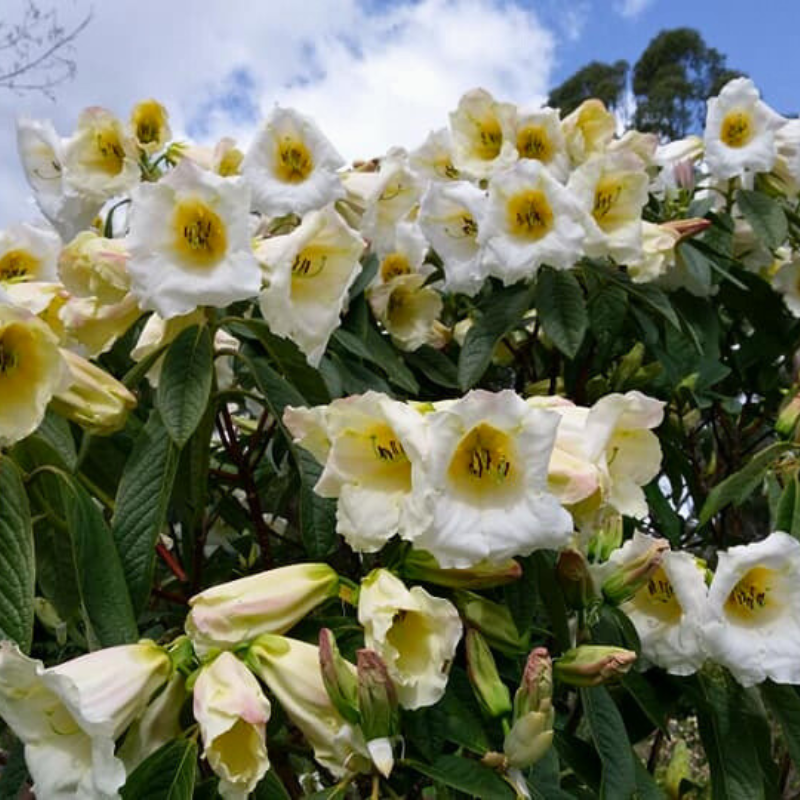 Rhododendron Kallista – The Heritage Nursery