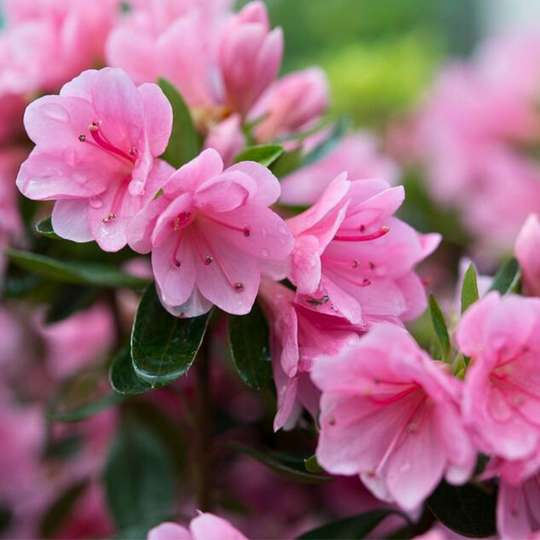 Azalea Kirin – The Heritage Nursery