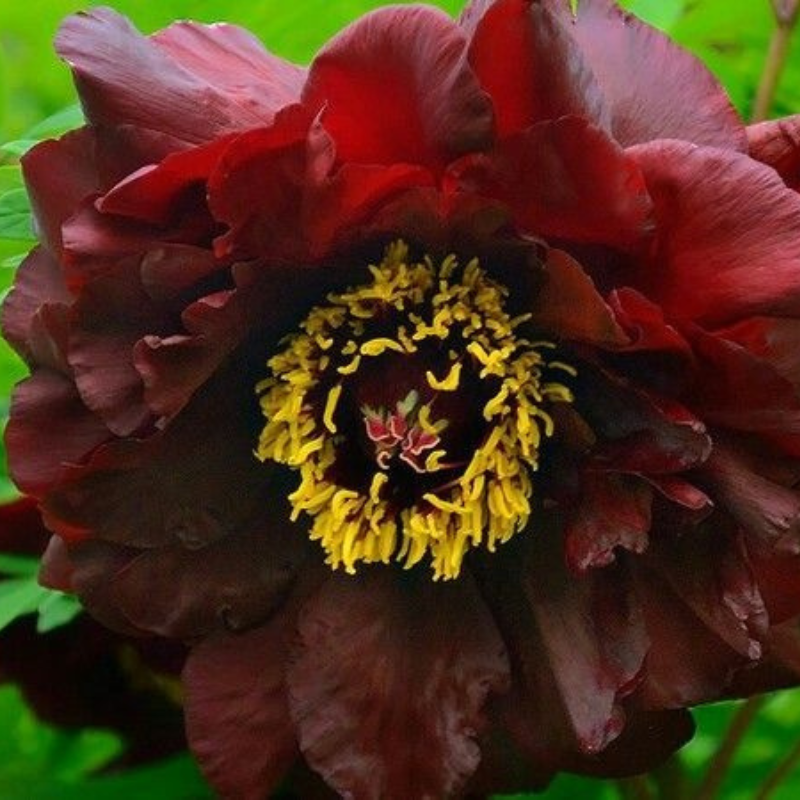 Peony Tree Kronos – The Heritage Nursery