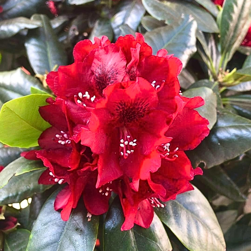 Rhododendron Lady In Red – The Heritage Nursery