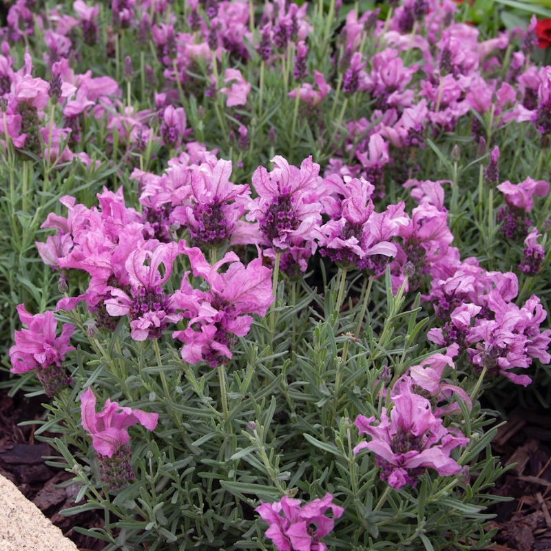 Lavender Lavish Rose – The Heritage Nursery