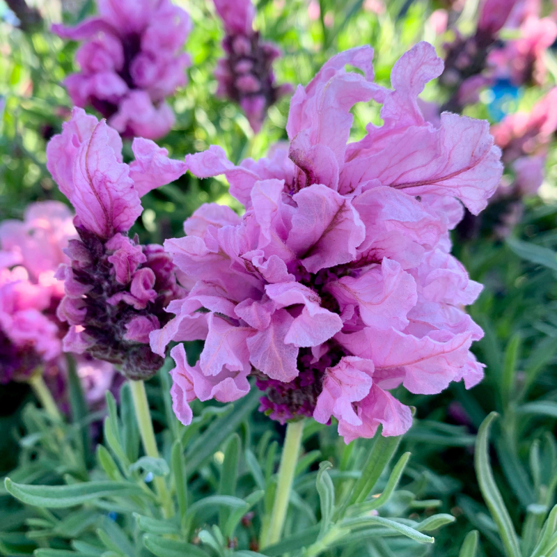 Lavender Lavish Rose – The Heritage Nursery