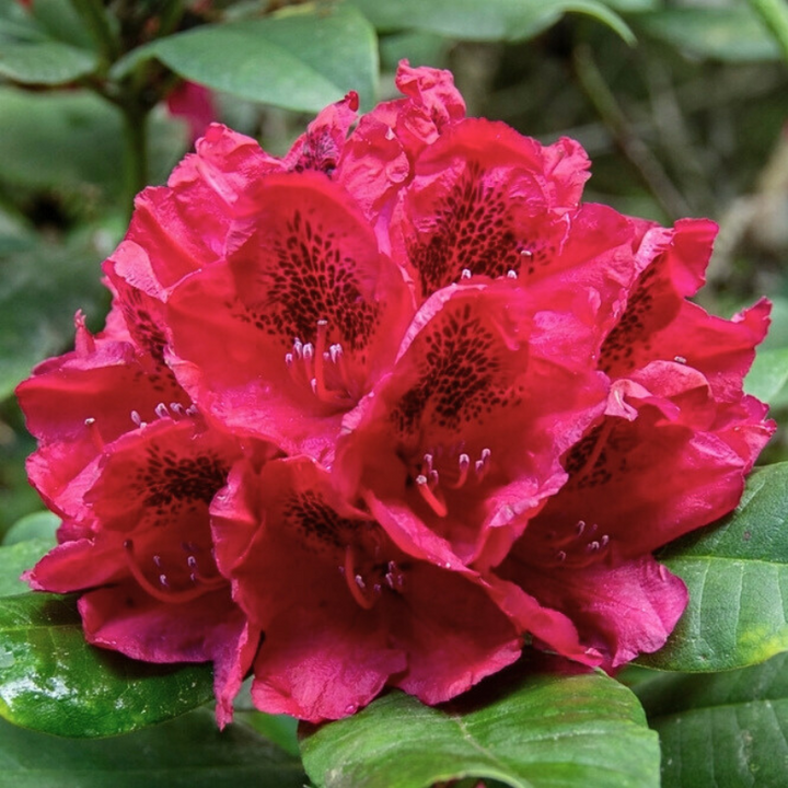 Rhododendron Lord Roberts – The Heritage Nursery
