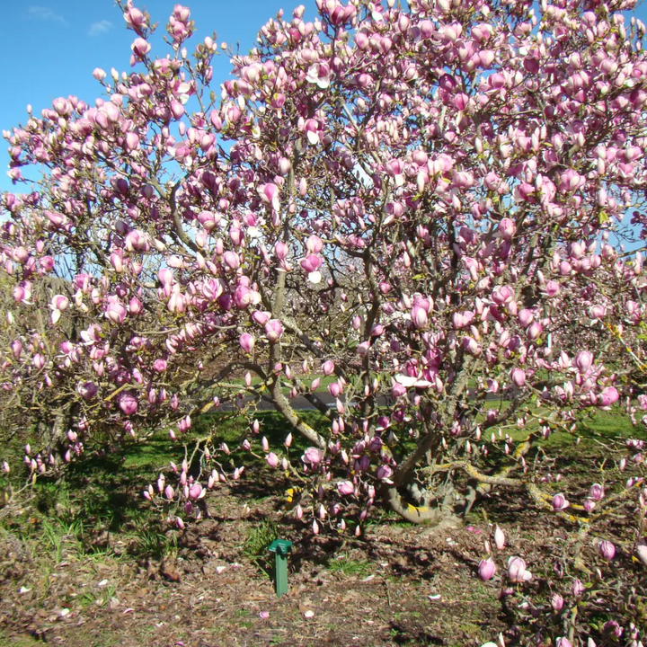 Magnolia soulangeana San Jose – The Heritage Nursery
