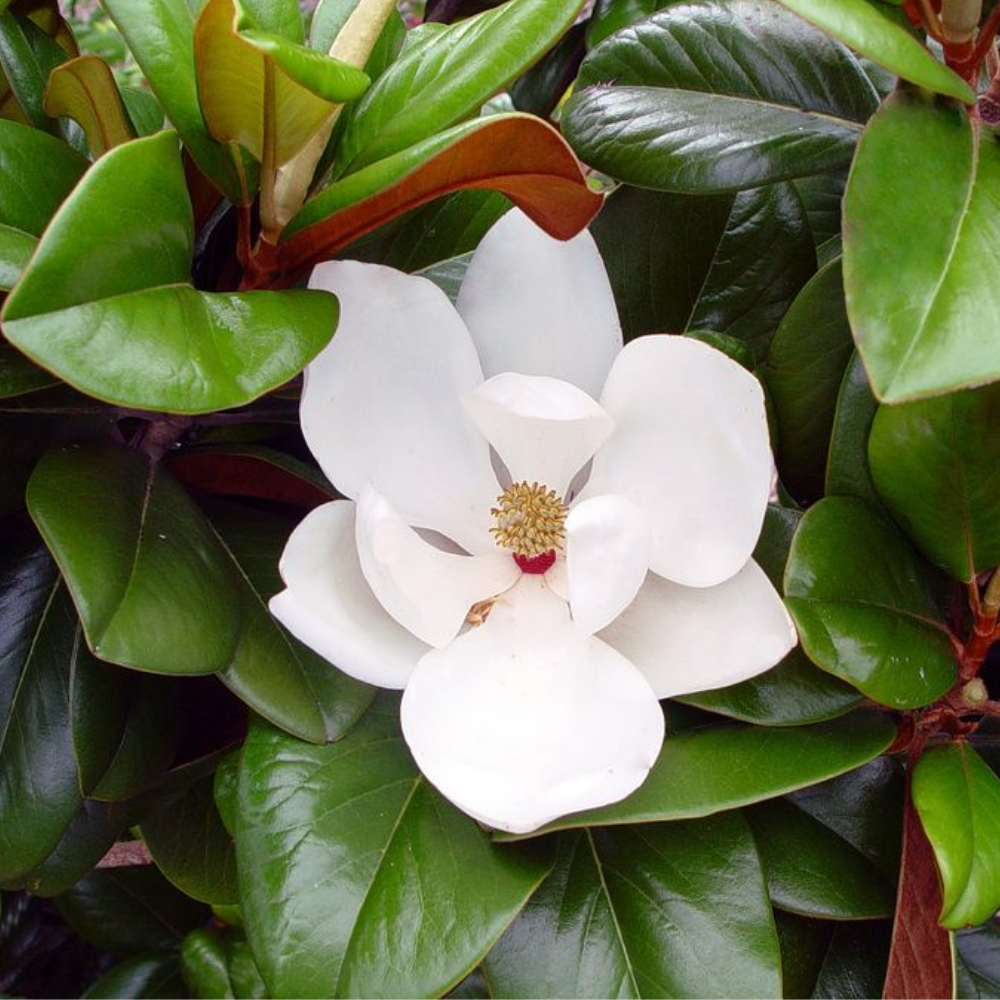 Magnolia Teddy Bear – The Heritage Nursery