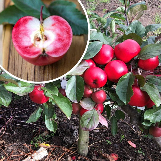 Apple Magnus Summer Surprise Dwarf – The Heritage Nursery