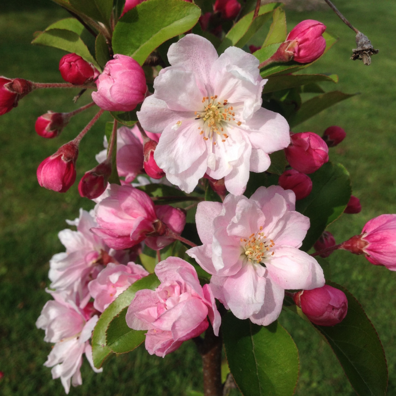 Malus spectablis 'Plena' Crab Apple – The Heritage Nursery