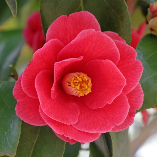 Camellia japonica Moshio – The Heritage Nursery