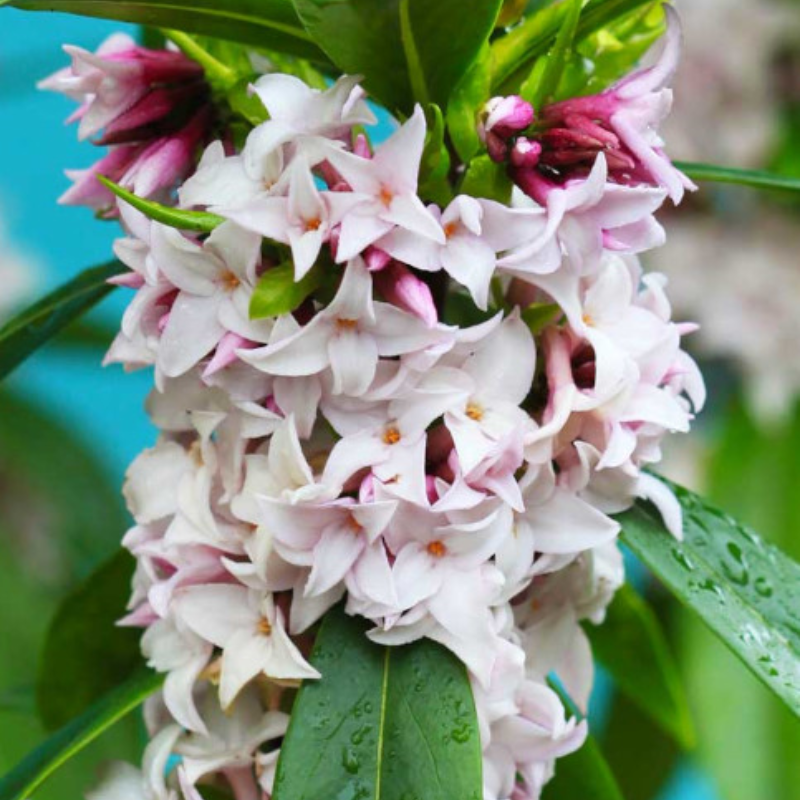 Daphne odora X bholua Perfume Princess 14cm – The Heritage Nursery