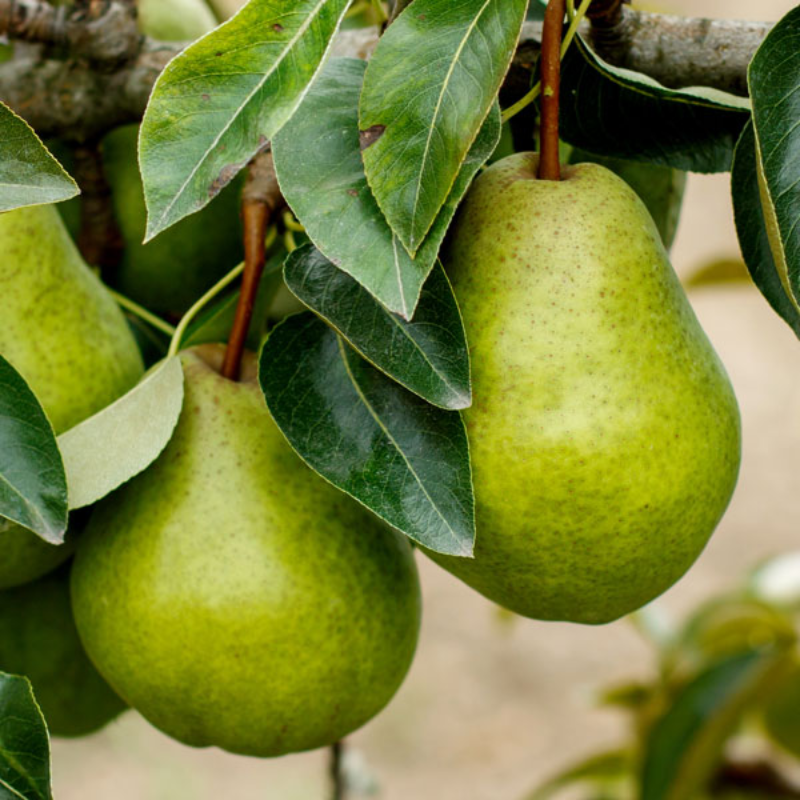 Pear Packham's – The Heritage Nursery