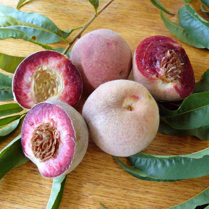 Peach Indian Dwarf – The Heritage Nursery