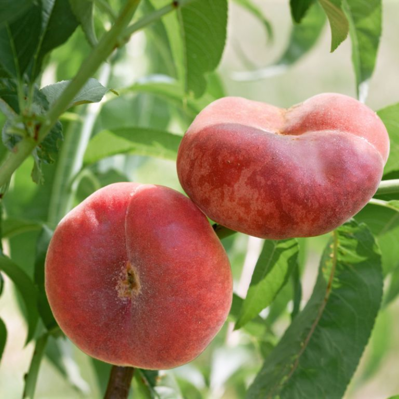 Peach Okee Dokee (aka Orcino) – The Heritage Nursery