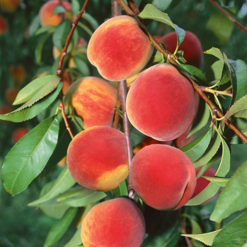 Peach Tasty Zee#N#– The Heritage Nursery