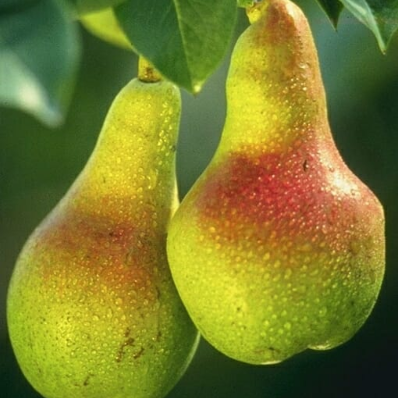 Pear Baby Face – The Heritage Nursery