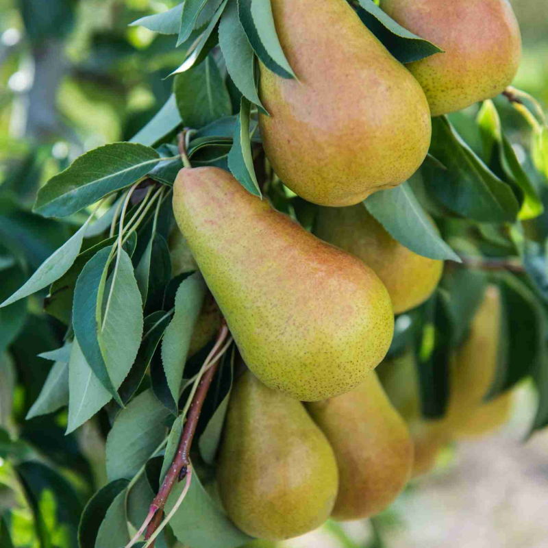 Pear Sweet Reward Dwarf NEW 2023 – The Heritage Nursery