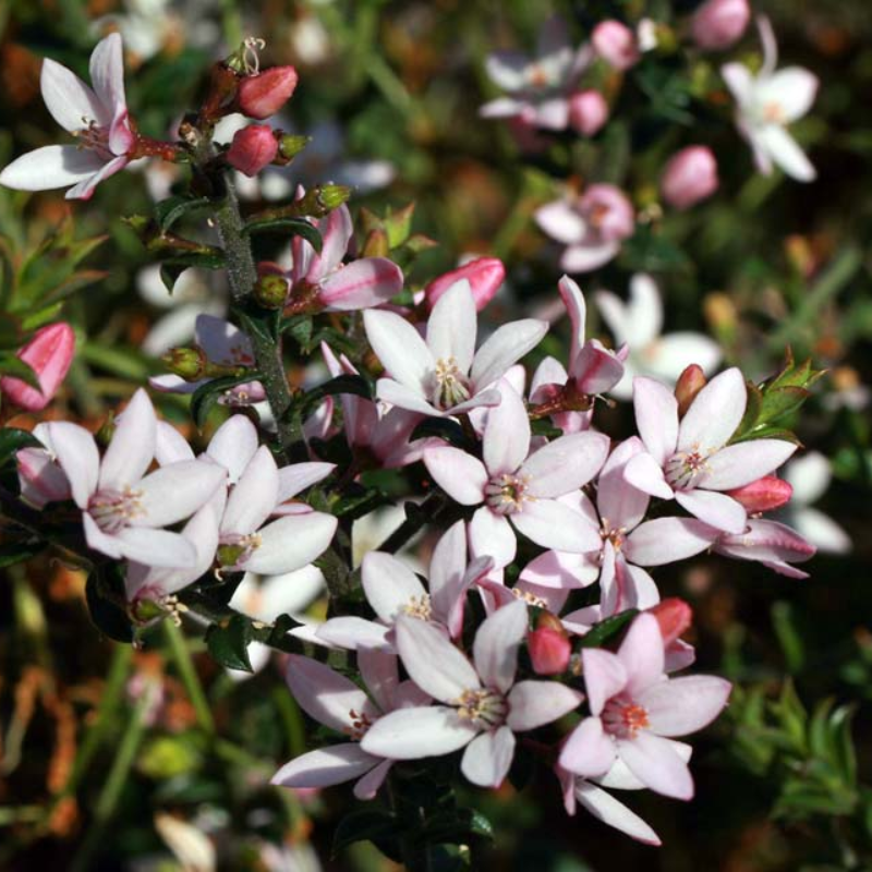 Philotheca Cascade Of Stars Dwarf – The Heritage Nursery