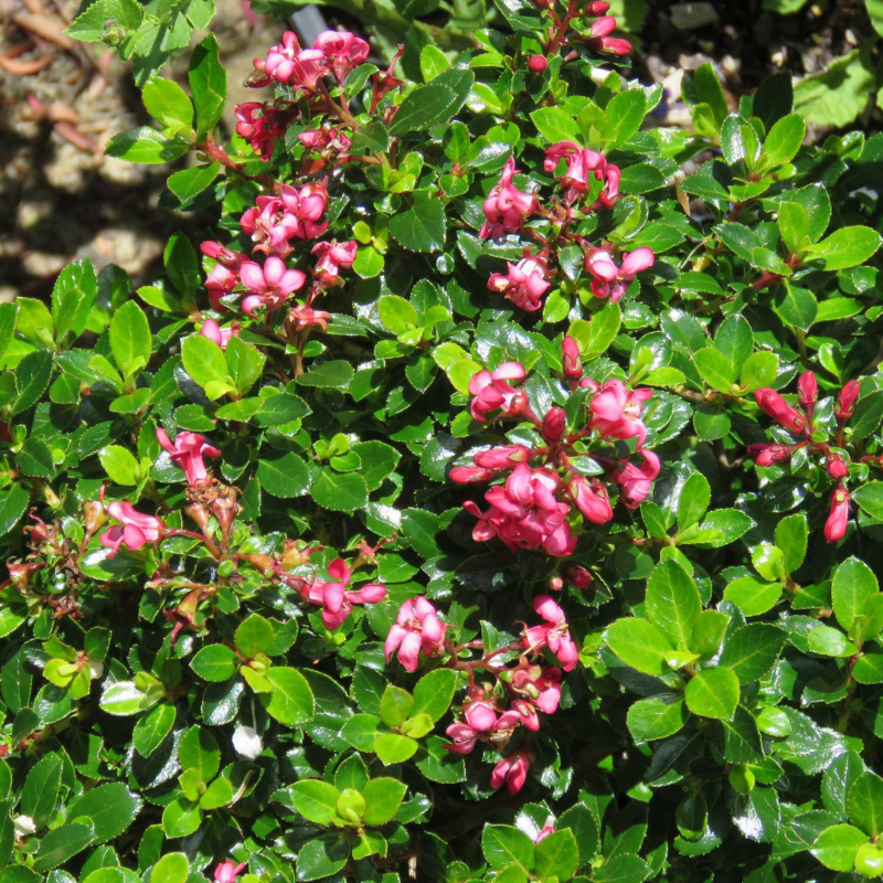 Escallonia Pink Pixie – The Heritage Nursery