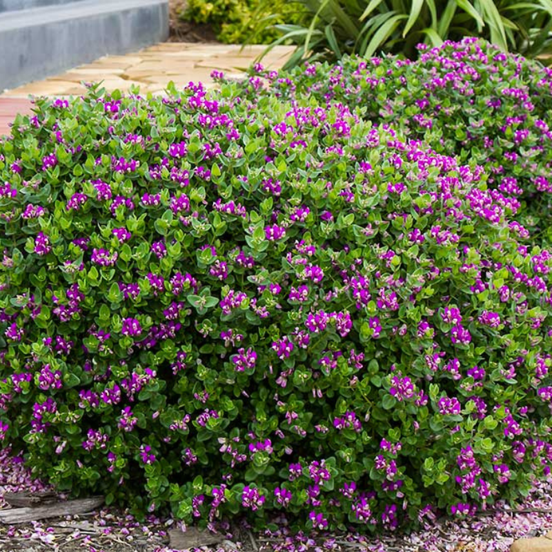 Polygala Little Bibi – The Heritage Nursery