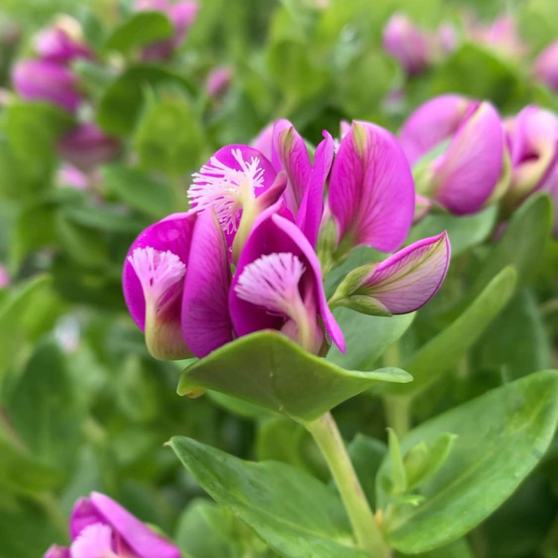 Polygala Little Bibi – The Heritage Nursery