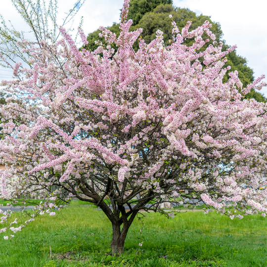 Flowering Plums (Prunus varieties) – The Heritage Nursery