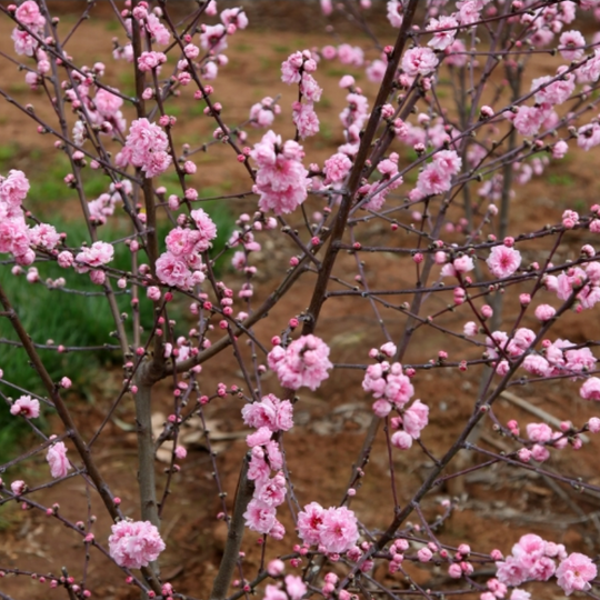 Prunus persica Flowering Peach 'Pink Royale' Dwarf – The Heritage Nursery