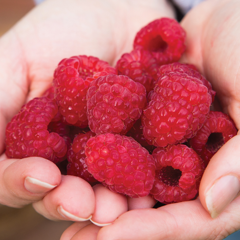 Raspberry Chilliwack – The Heritage Nursery