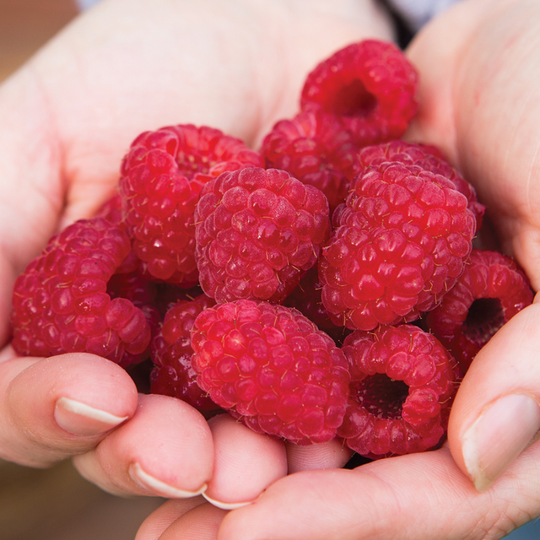 Raspberry Chilliwack – The Heritage Nursery