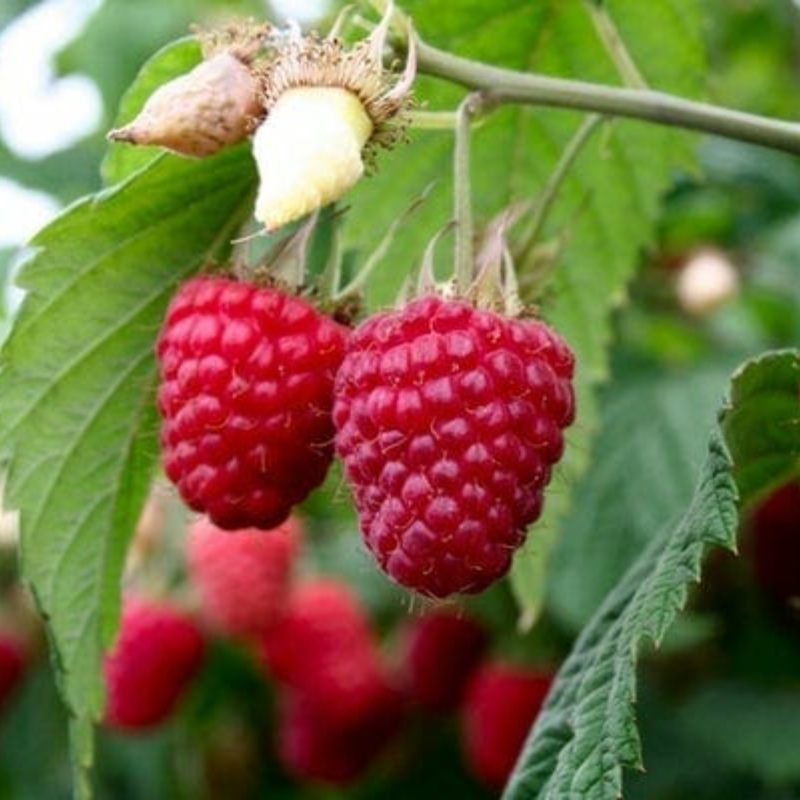 Raspberry Heritage – The Heritage Nursery