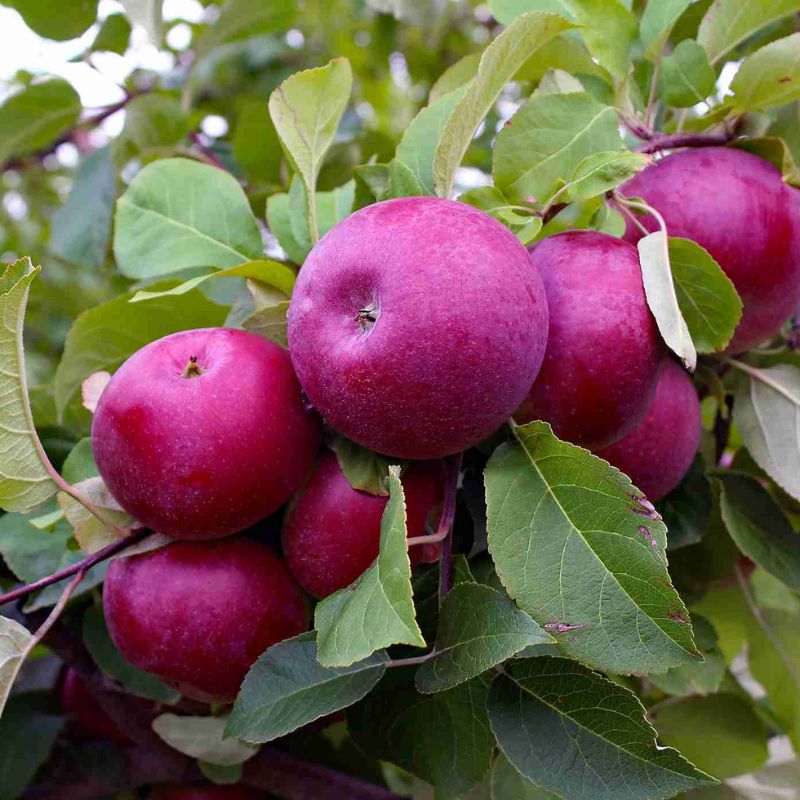 Apple Red Delicious Super Dwarf – The Heritage Nursery