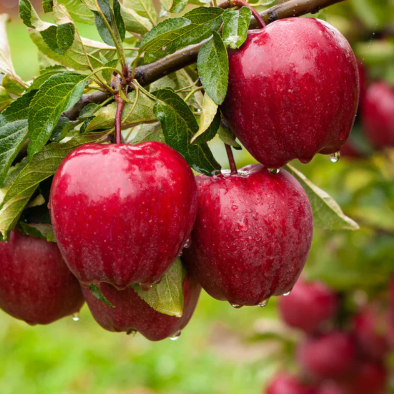 Apple 2-Way Gala/Red Delicious – The Heritage Nursery