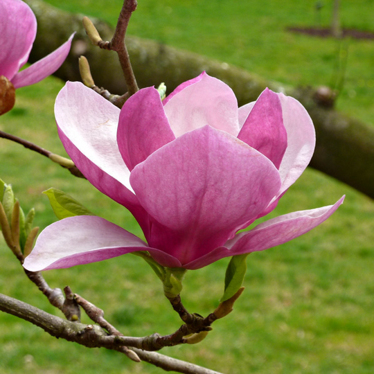 Magnolia soulangeana Rustica Rubra – The Heritage Nursery