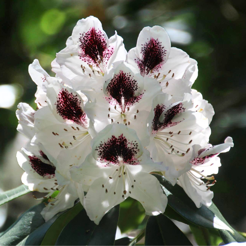 Rhododendron Sappho – The Heritage Nursery