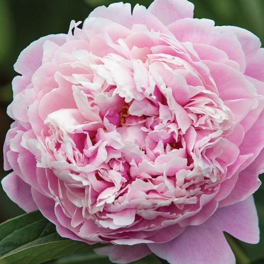 Peony Herbaceous Sarah Bernhardt Tuber The Heritage Nursery