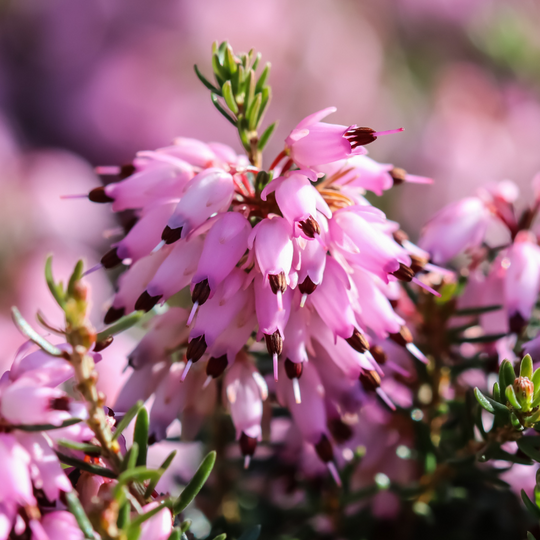 Erica Springwood Pink 14cm – The Heritage Nursery