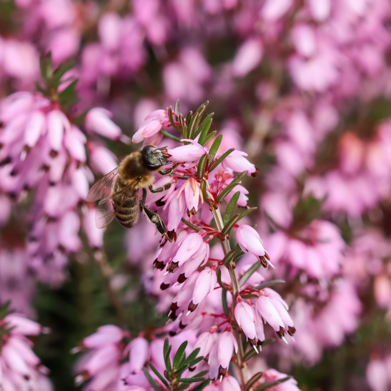 Erica Springwood Pink 14cm – The Heritage Nursery