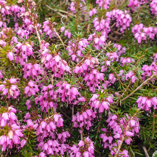 Erica Springwood Pink 14cm – The Heritage Nursery